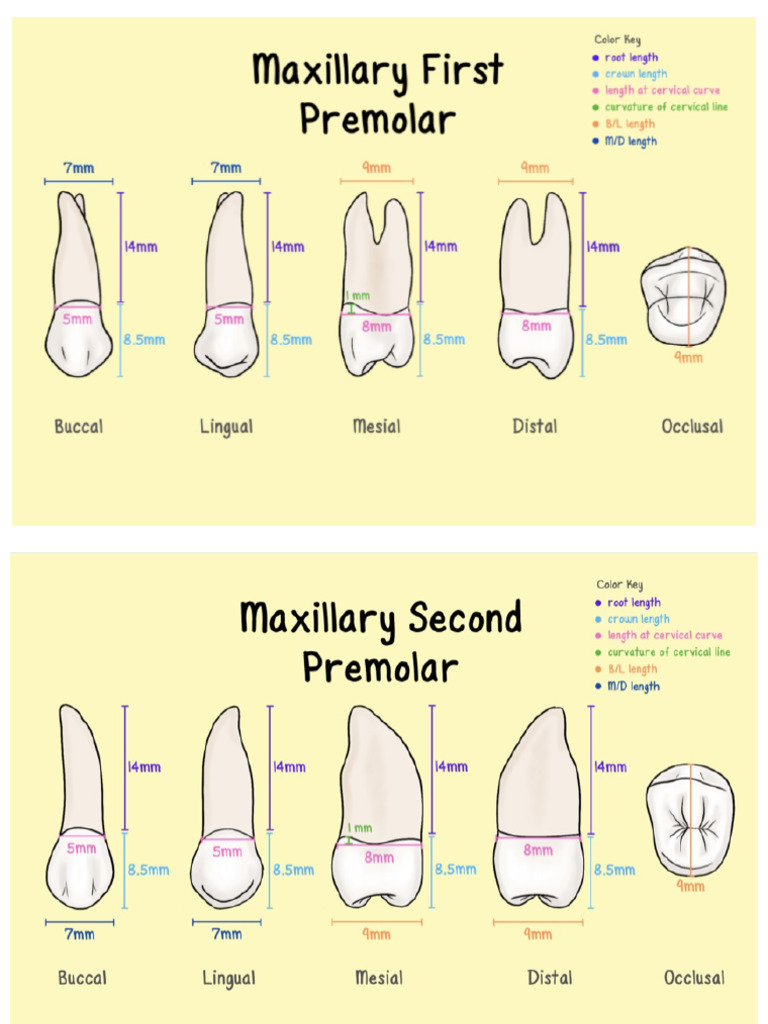 Premolar | PDF