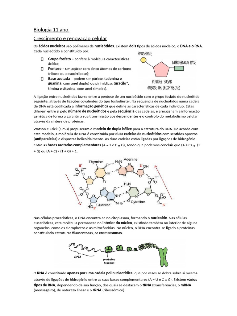 Estrutura e Função do DNA e RNA | PDF | Meiose | Tradução (Biologia)