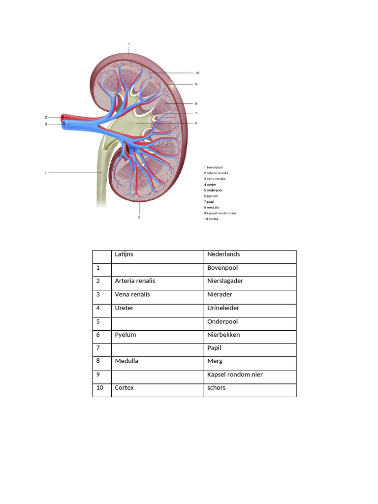 nieren 2 | PDF