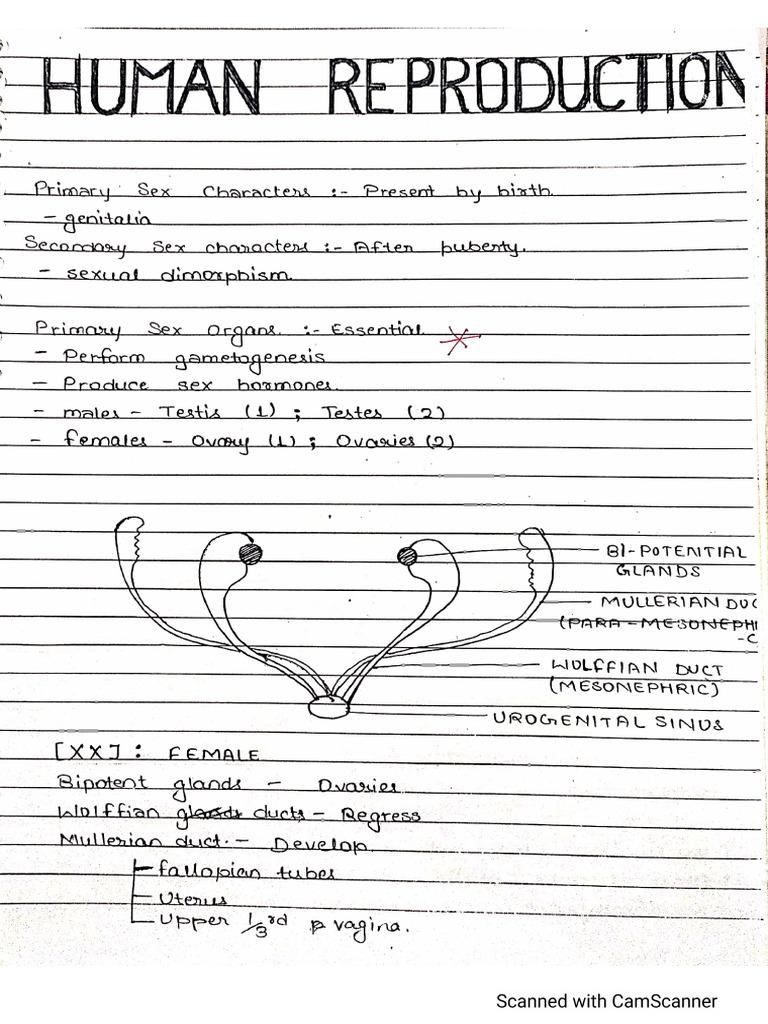 Human Repro Notes 1 | PDF