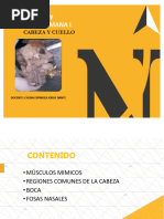 Músculos de Cabeza y Cuello | PDF | Anatomía humana | Sistema esquelético