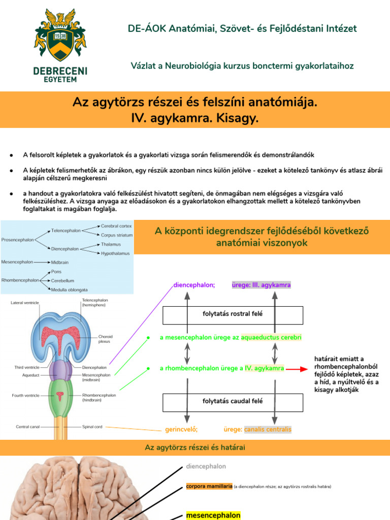 Agytörzs Részei És Felszíni Anatómiája | PDF