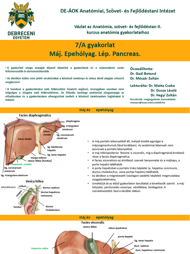 Máj. Epehólyag. Lép. Pancreas. 7A Gyakorlat | PDF