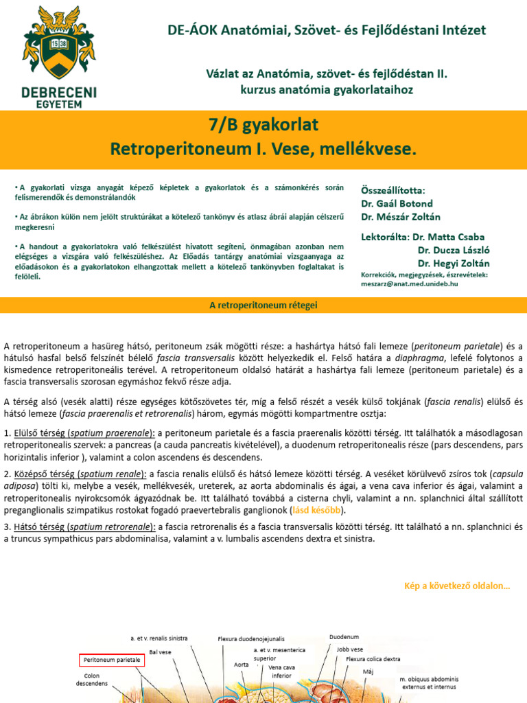Retroperitoneum I. Vese, Mellékvese. 7B Gyakorlat | PDF