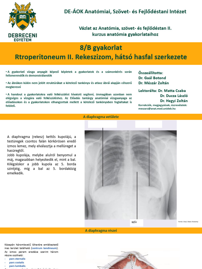 Retroperitoneum II. Rekesz II. 8A Gyakorlat | PDF