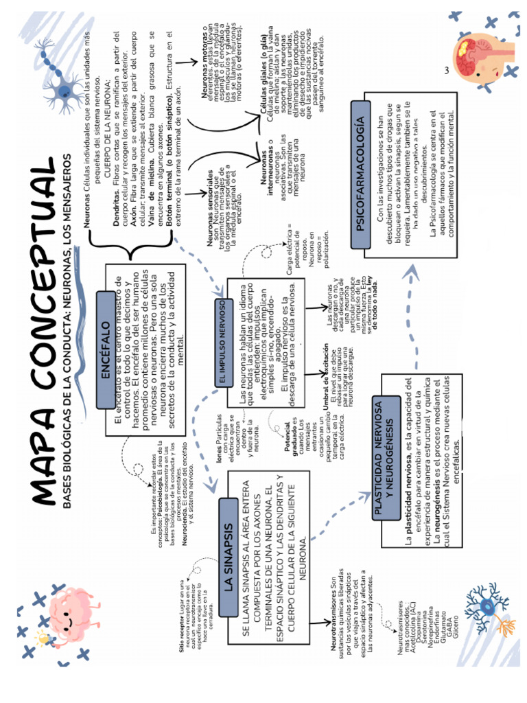 MAPA CONCEPTUAL - BASES BIOLOGICAS DE LA CONDUCTA | PDF