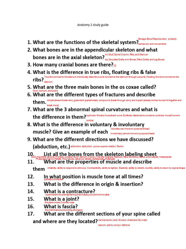 Anatomy 2 Study Guide | PDF | Vertebral Column | Pelvis