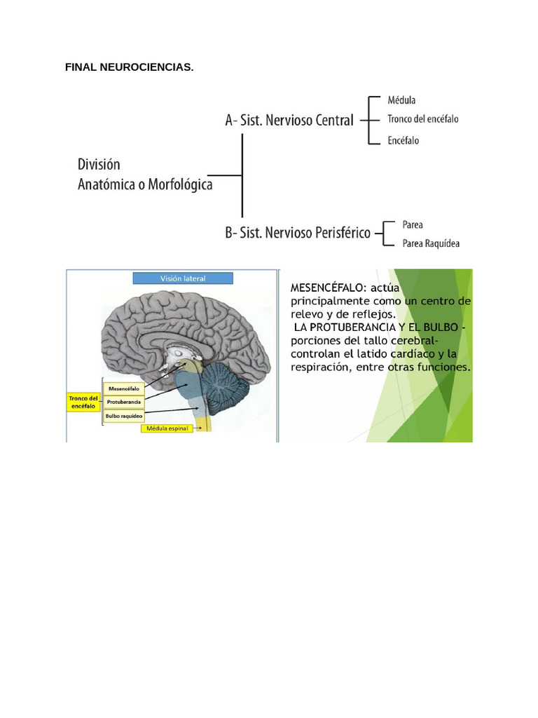 Anatomía y Funciones del SNC | PDF | Sinapsis | Cerebro