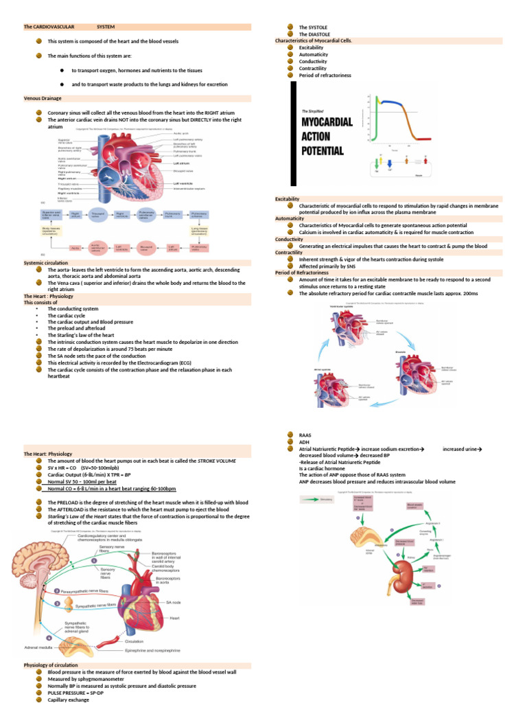 The CARDIOVASCULAR SYSTEM | PDF | Heart | Atrium (Heart)