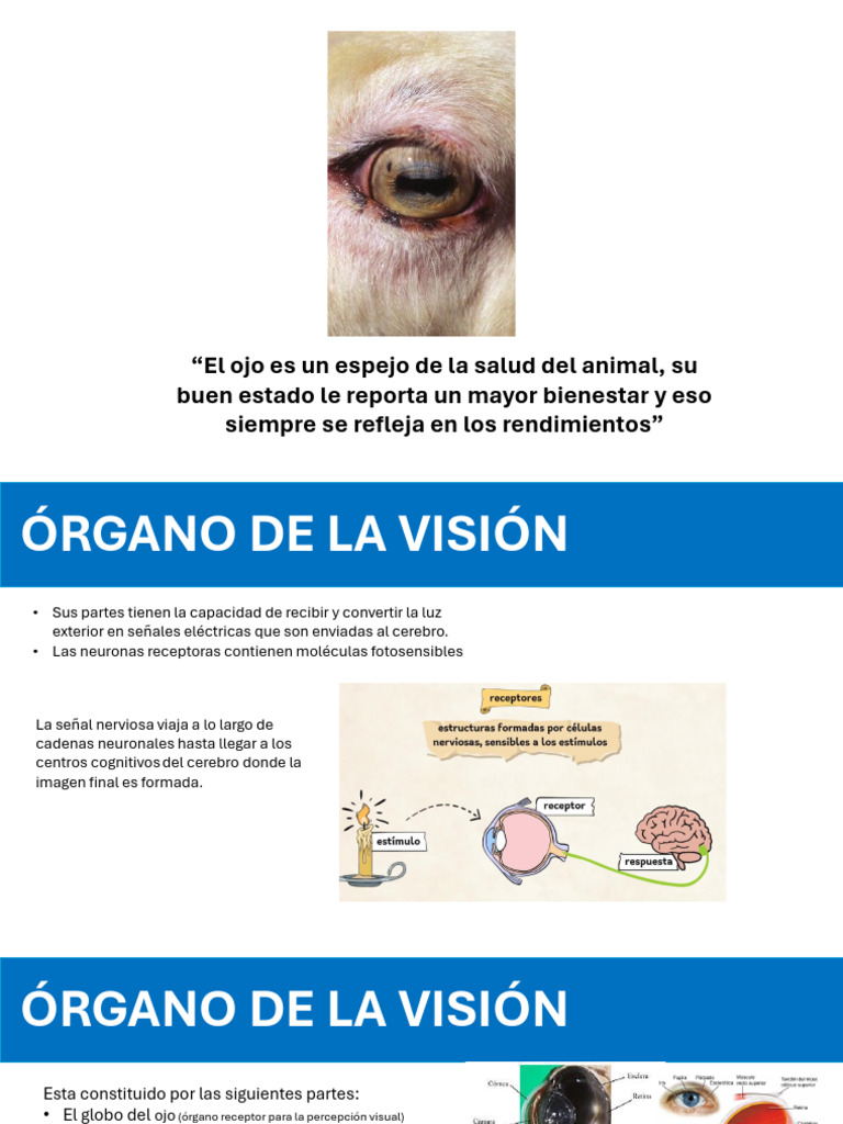 Anatomía del Ojo en Animales | PDF | Ojo humano | Ojo
