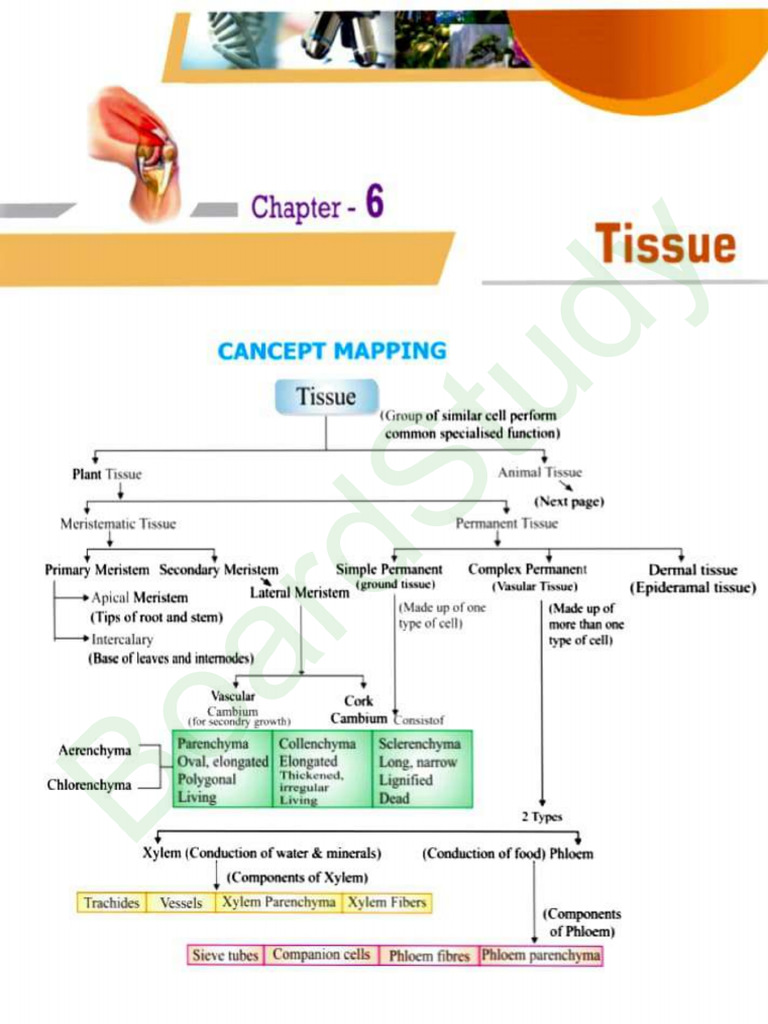 6 Tissues Notes | PDF