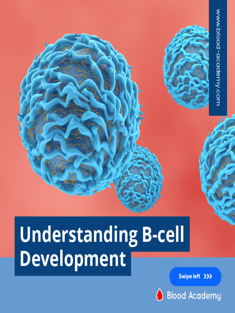 B Cell Development | PDF | B Cell | Lymphatic System