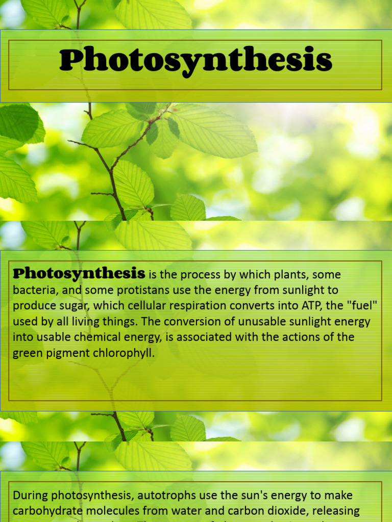 MODULE 6 Lesson 2 - General Biology I | PDF | Photosynthesis | Chloroplast