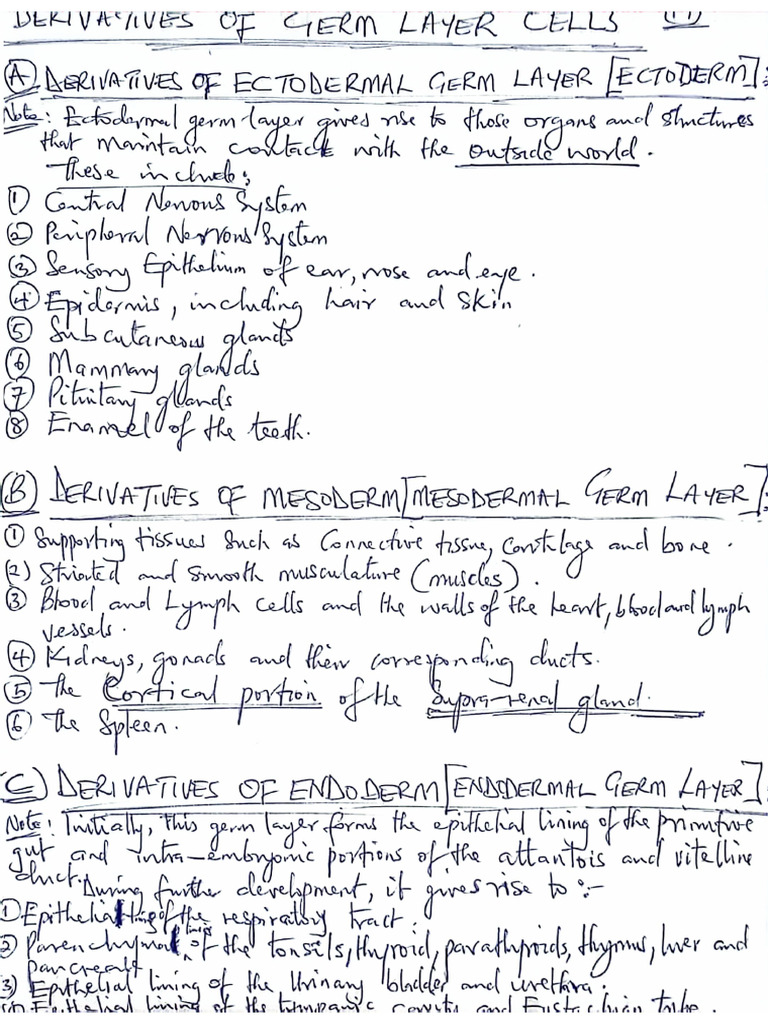 Germ Layer Cell | PDF