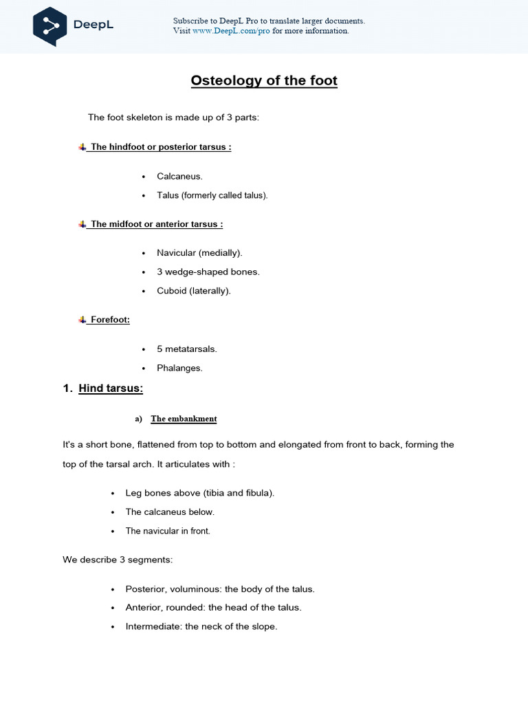 Foot Osteology: Detailed Bone Structure | PDF | Foot | Skeletal System