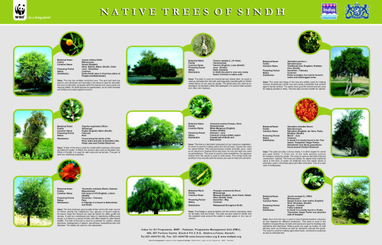 Trees Indus Ecoregion 08 | PDF