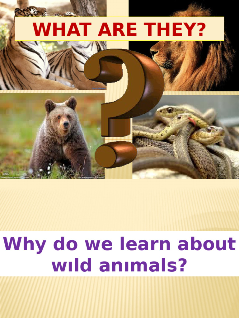 Wild Animals Flashcards Picture Description Exercises 57851 | PDF