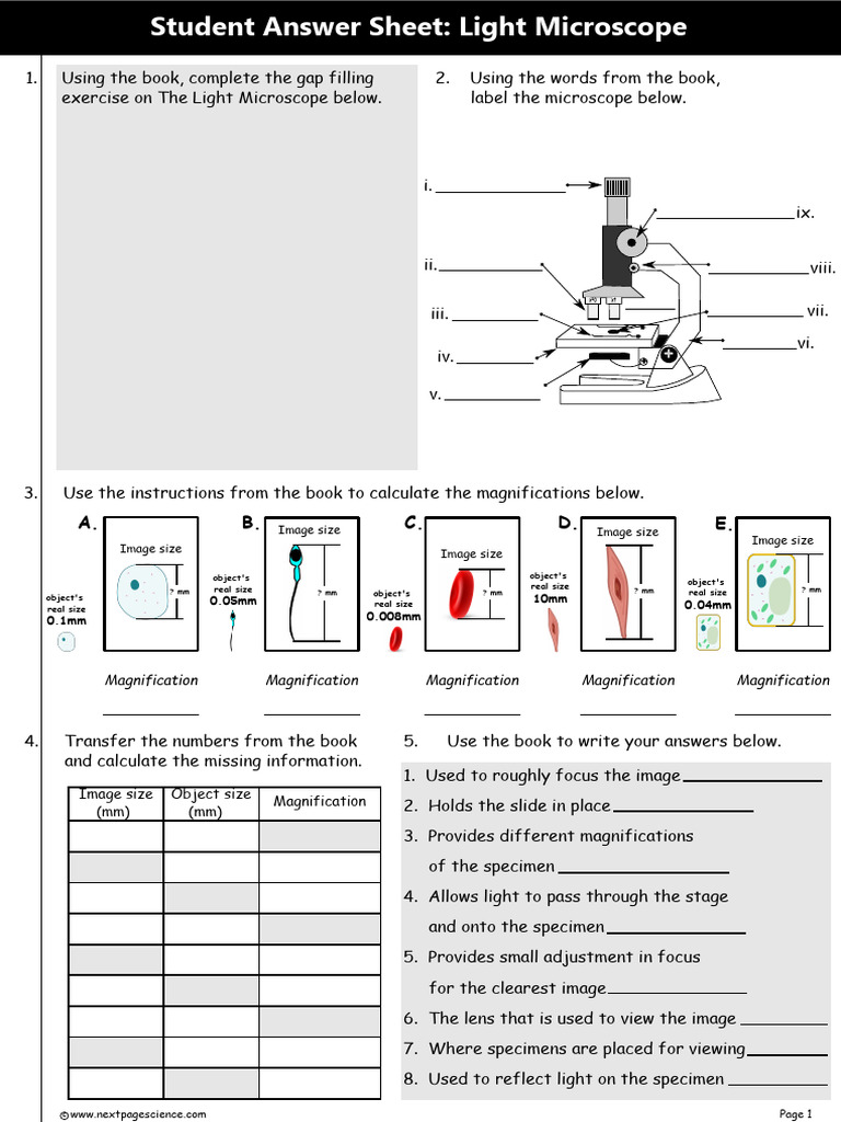 Biology Answer Sheet: Key Topics | PDF | Respiratory System | Lung