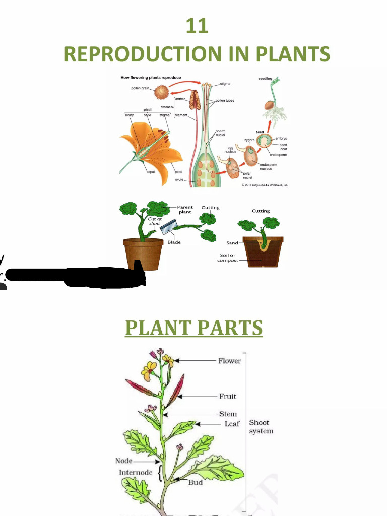 Reproduction in Plants | PDF