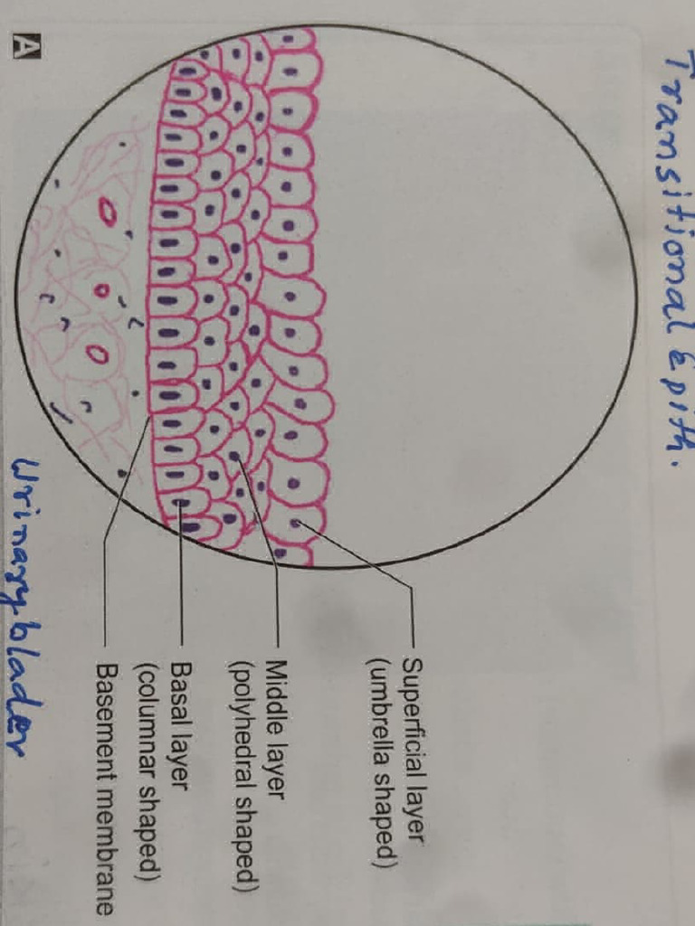 Sweat Gland Structure and Layers | PDF