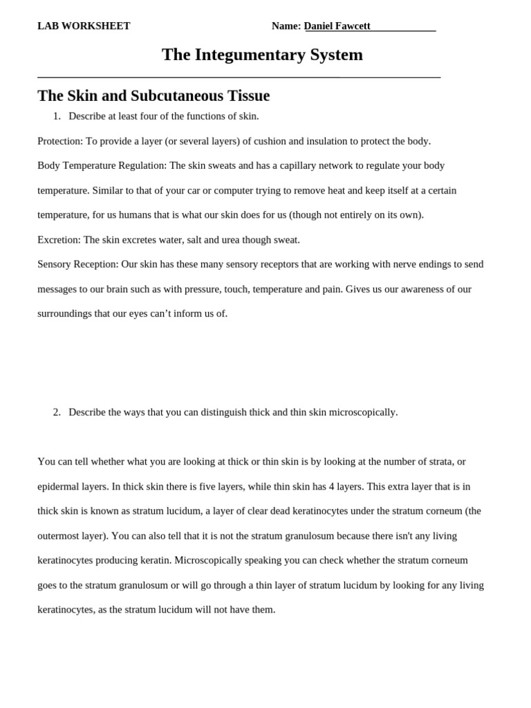 Integumentary System Overview and Functions | PDF | Skin | Epidermis