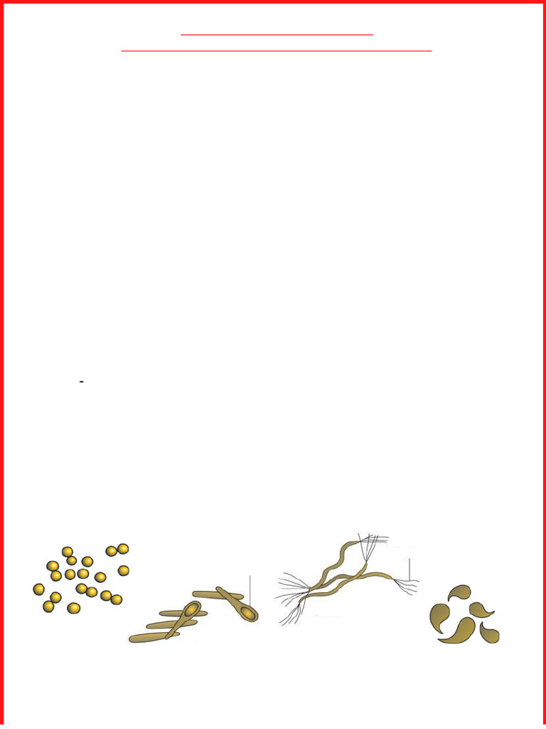 BIOLOGICAL CLASSIFICATION ASSIGNMENT | PDF | Virus | Protozoa
