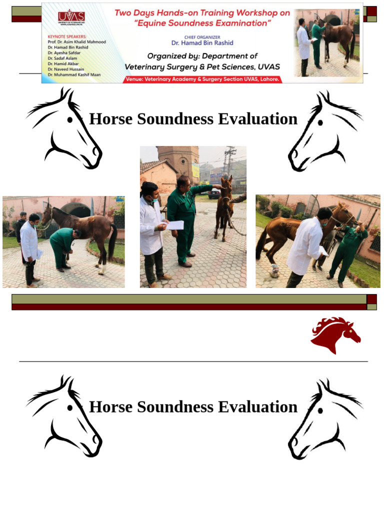 Horse Soundness Evaluation 7 | PDF