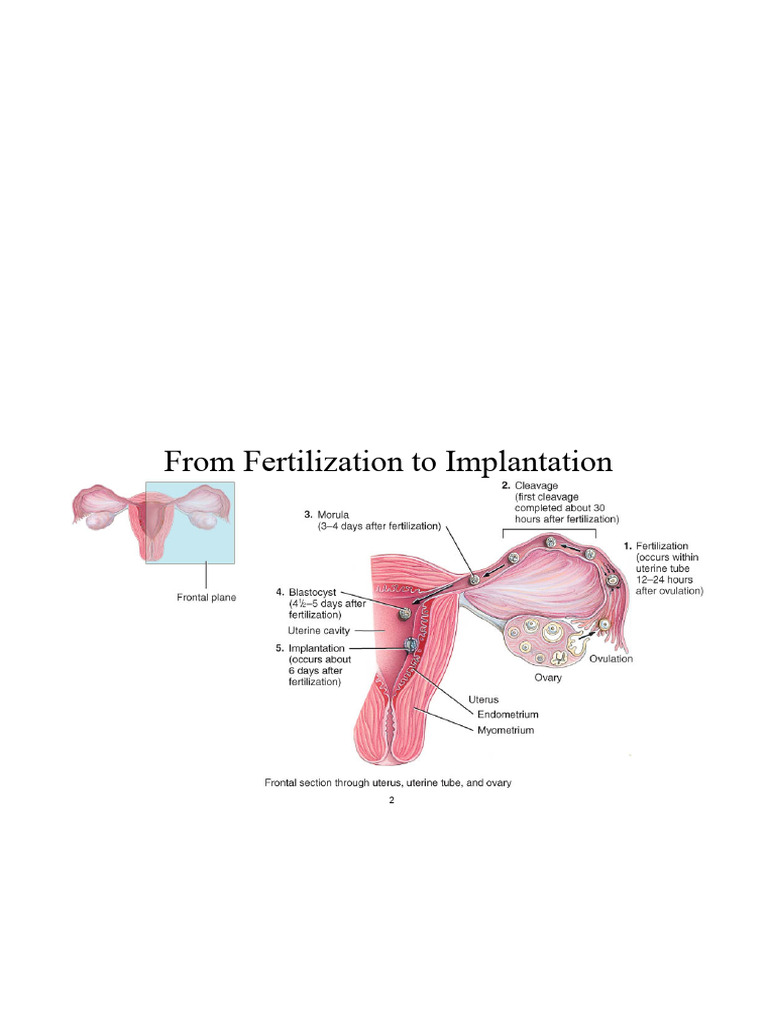 Abrir Resum Examen Anato 3 | PDF