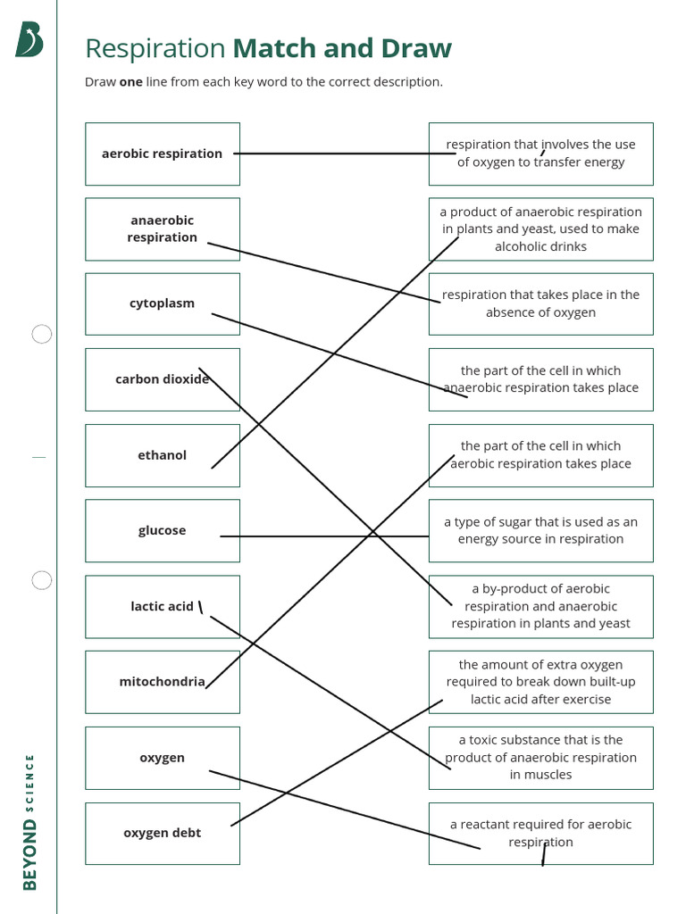Respiration Match and Draw | PDF