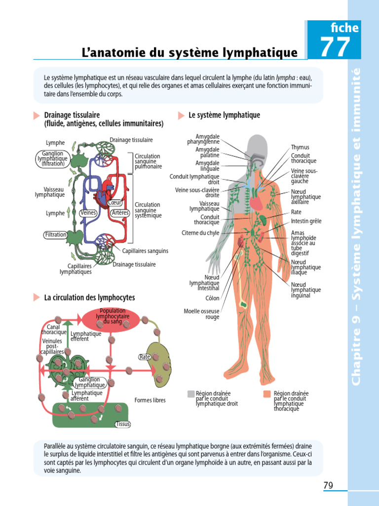 Anatomie du Système Lymphatique | PDF | Système lymphatique | Lymphe