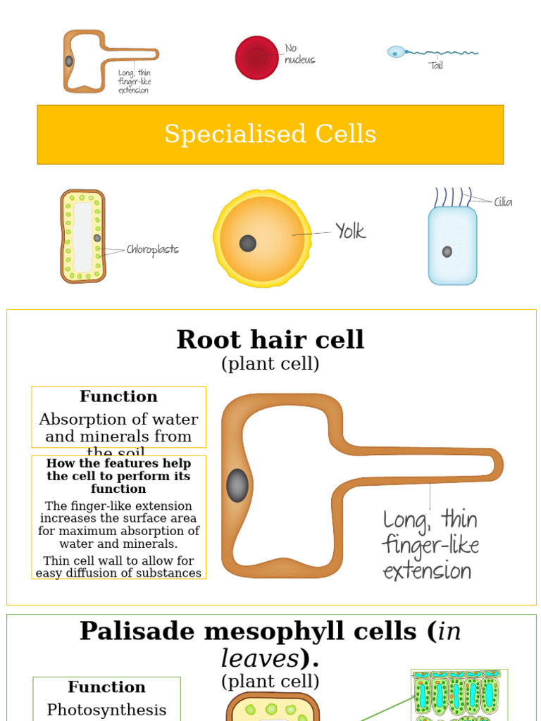 Info Sheet - Cell Specialization | PDF | Cell (Biology) | Mucus