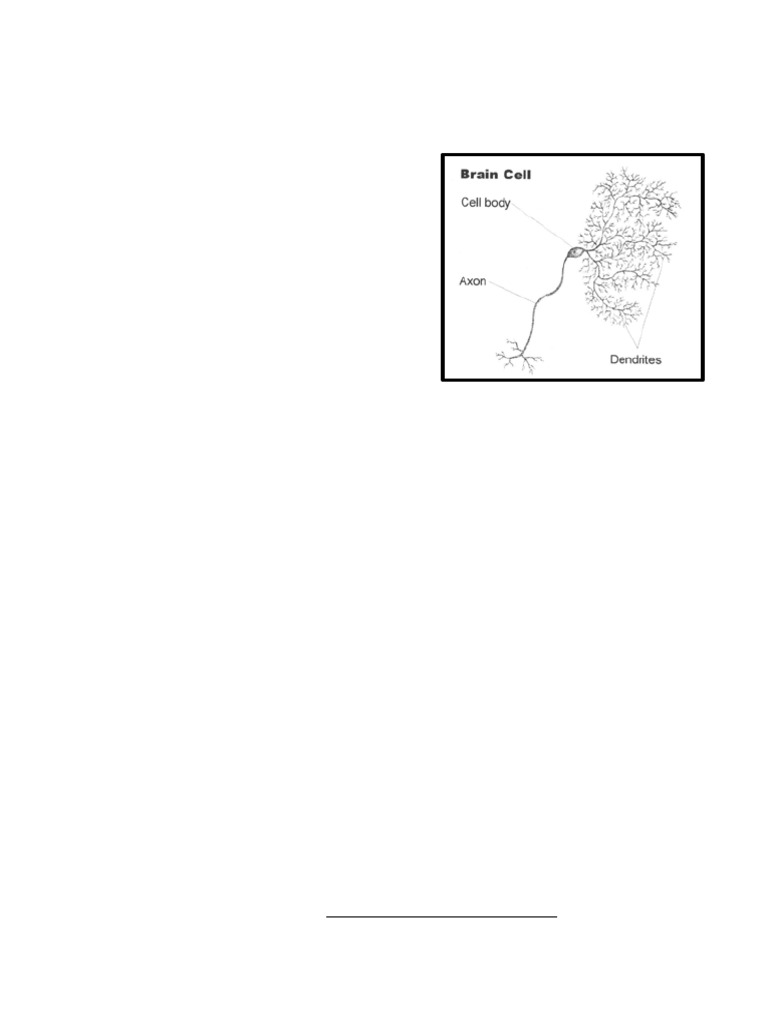 Class 2 Handout 3 - Brain Development During Gestation | PDF