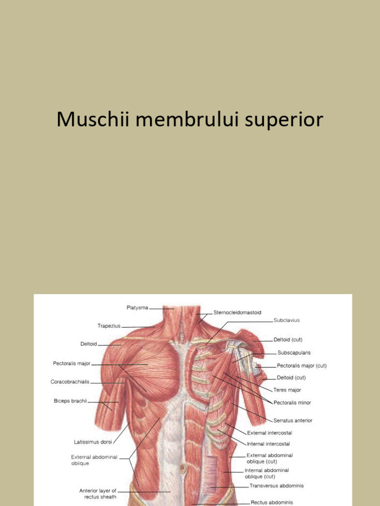 MB - Sup MM, Vase, Inerv Membrului Superior | PDF | Thumb ...