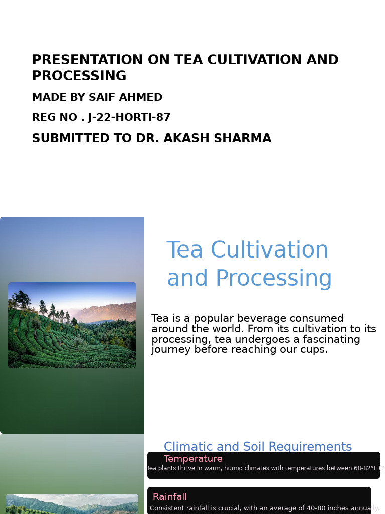 Tea Cultivation and Processing (1) SAIF | PDF | Tea | Plants
