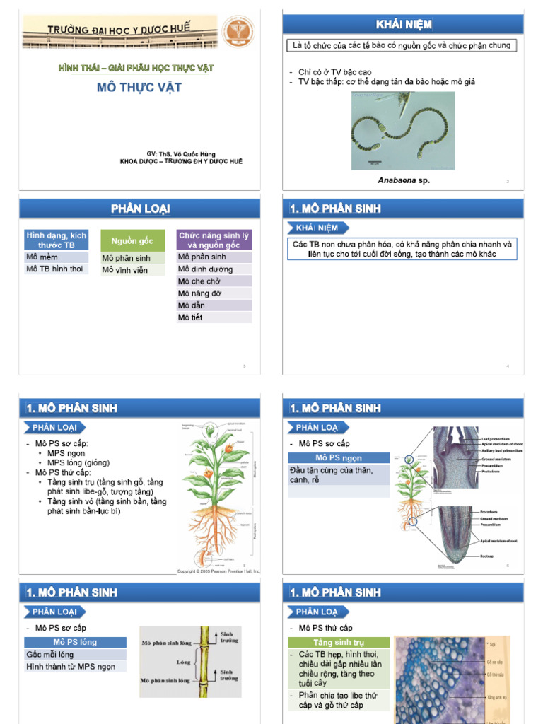 P1.2.Mo Thuc Vat | PDF