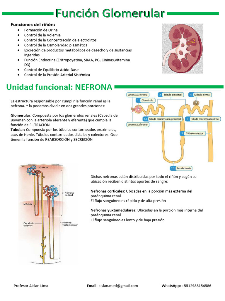 Nefro Completo (1) | PDF | Riñón | Sistema urinario