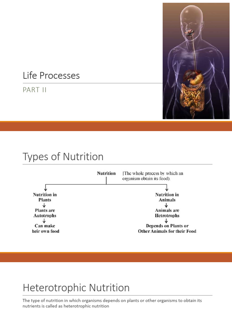 Bio Ch-5 Life Processes - II | PDF | Digestion | Stomach