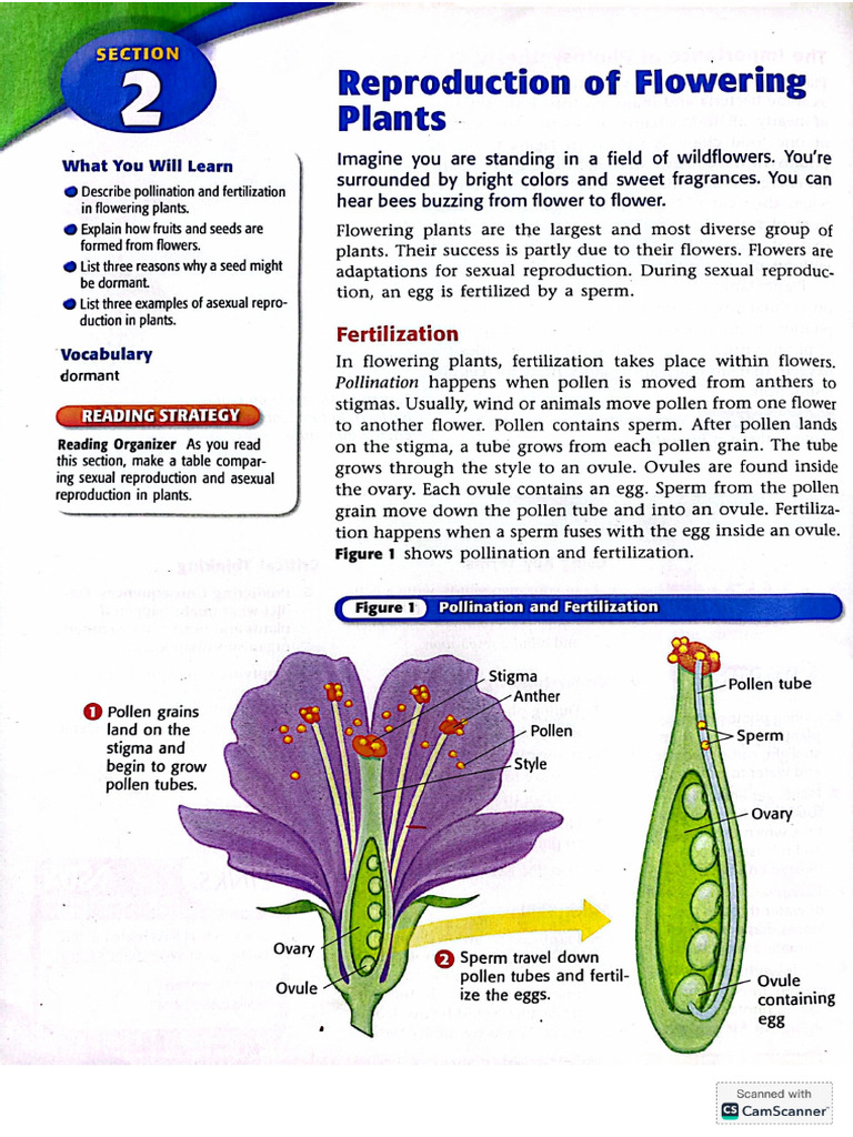 Reproduction of Flowering Plants | PDF
