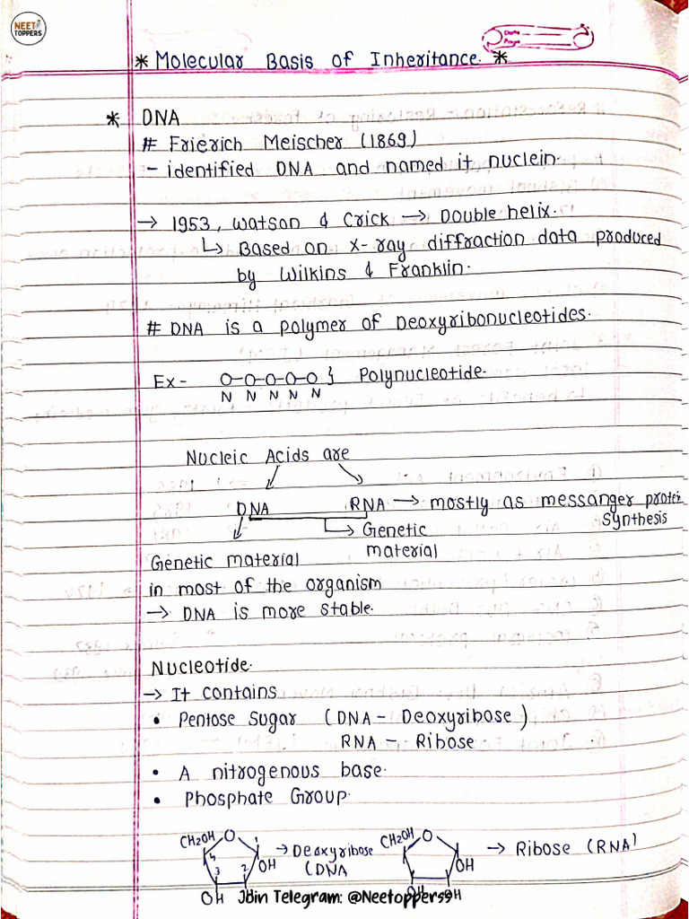Molecular Basis of Inheritance | PDF