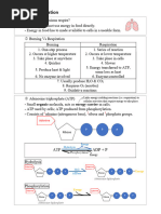 Answer Key Cellular Respiration Pogil | PDF | Cellular Respiration ...