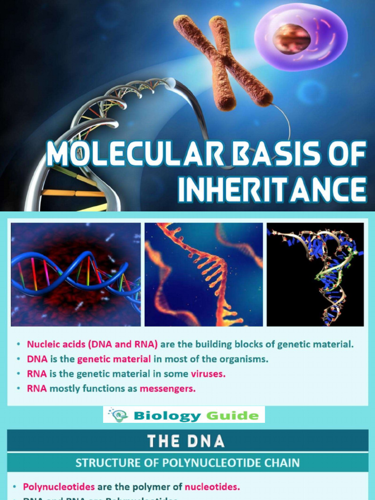 Molecular Basis of Inheritance 1 | PDF