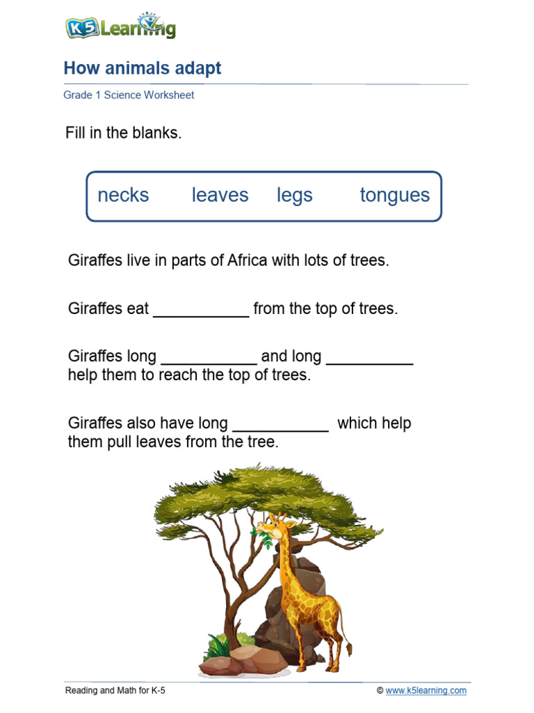 Grade 1 Animal Adaptations A 1 | PDF