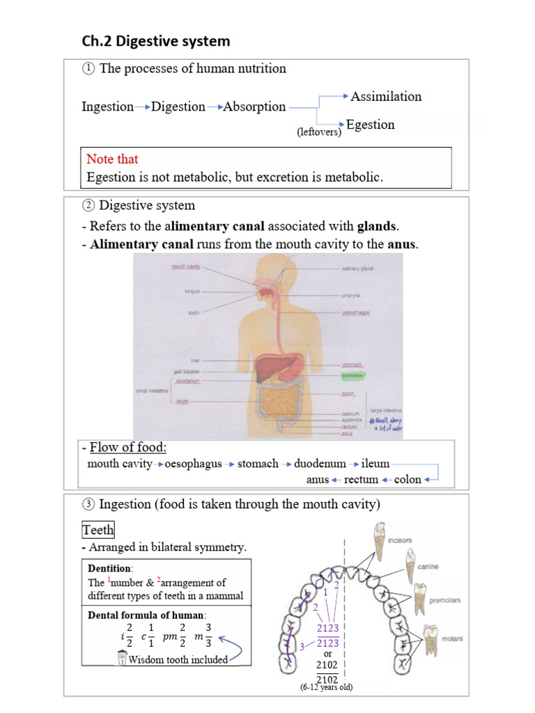 Bio Ch.2 Digestive System | PDF | Digestion | Stomach