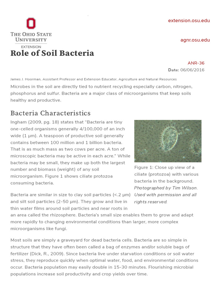 Role of Soil Bacteria | PDF | Soil | Bacteria