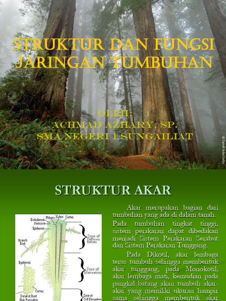 Struktur Dan Fungsi Jaringan Tumbuhan | PDF