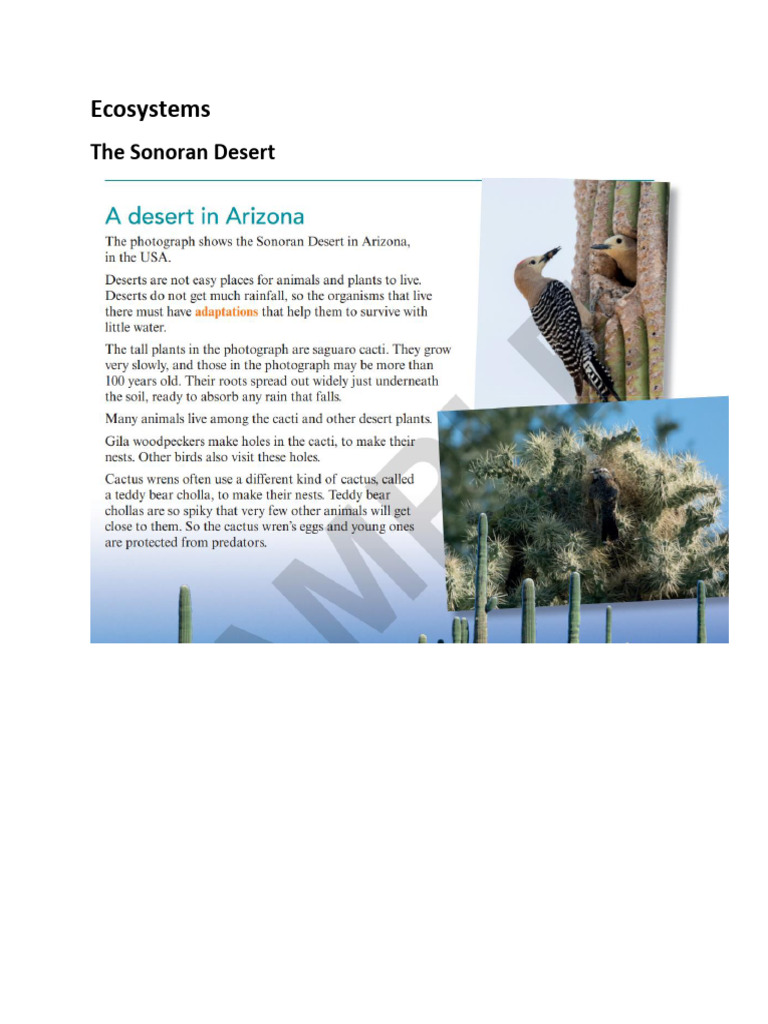 Sonoran Desert Ecosystem Overview | PDF