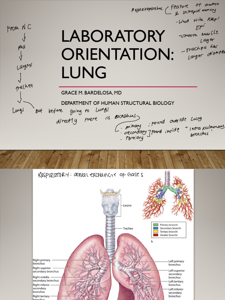 Lung-Lab-Orientation-2022 | PDF