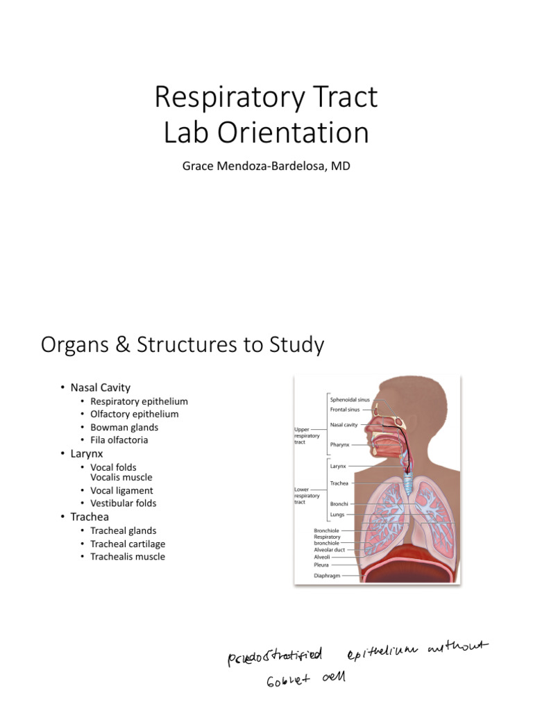 Respi Tract, Lab Orientation | PDF