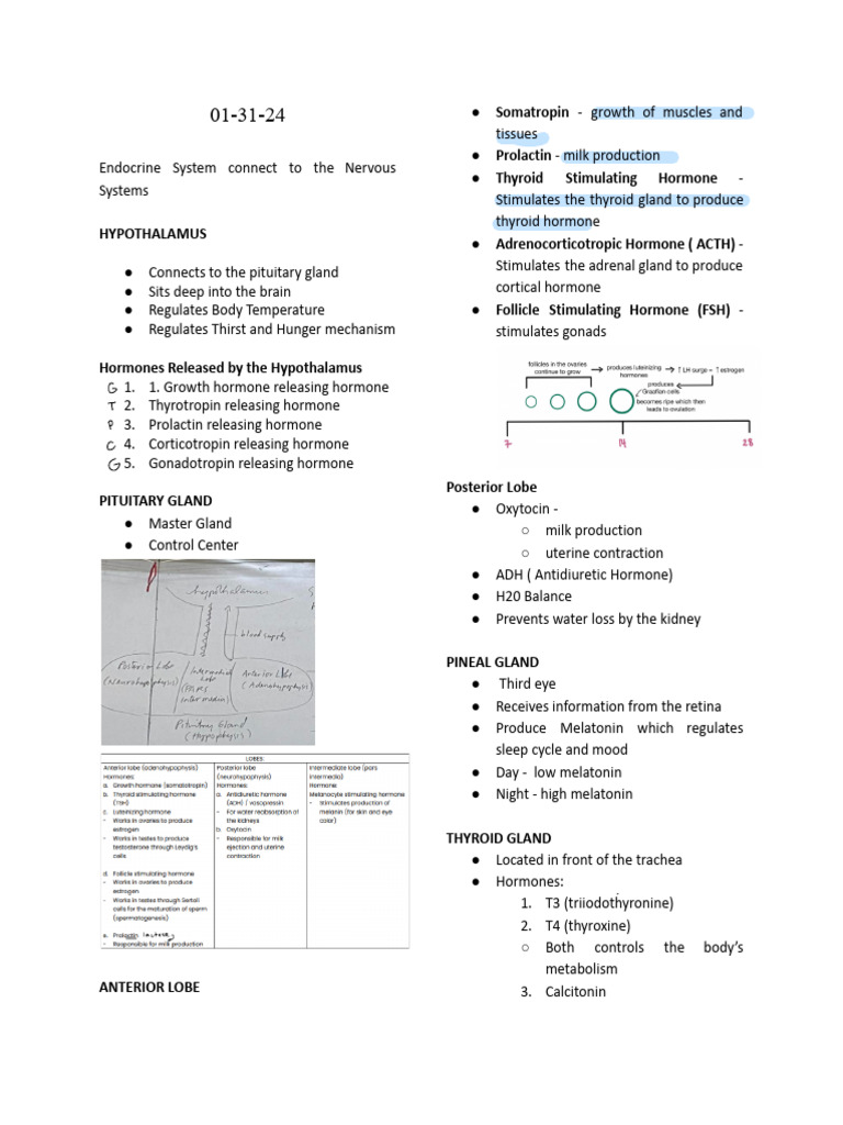 ENDO trans | PDF | Adrenal Gland | Endocrine System