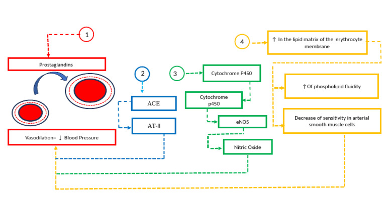 Vasodilation and Blood Pressure Effects | PDF